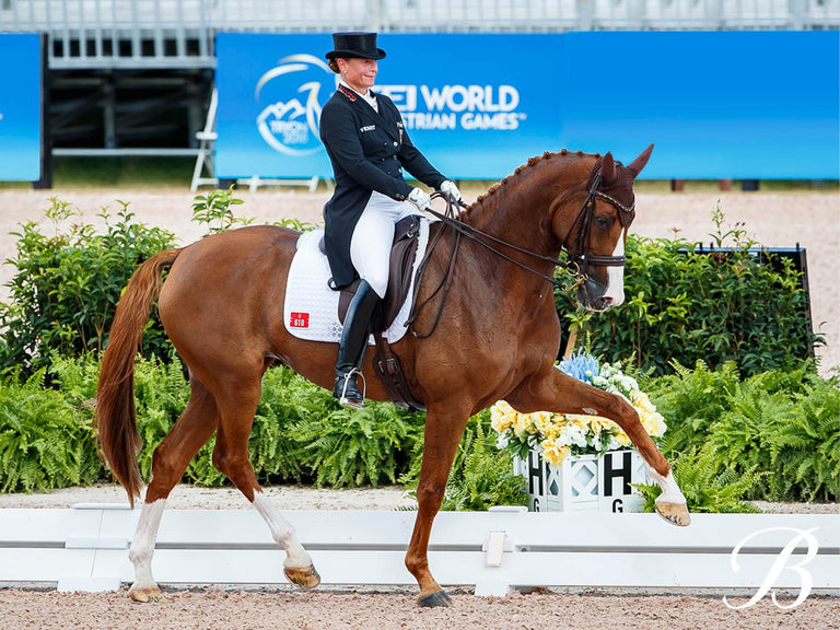 Ambassadors – Bates Saddles